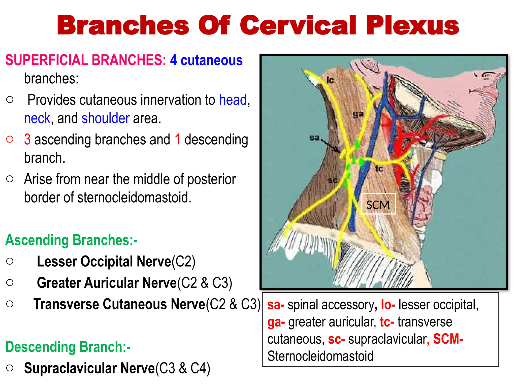 cervical_pl exus.pptx