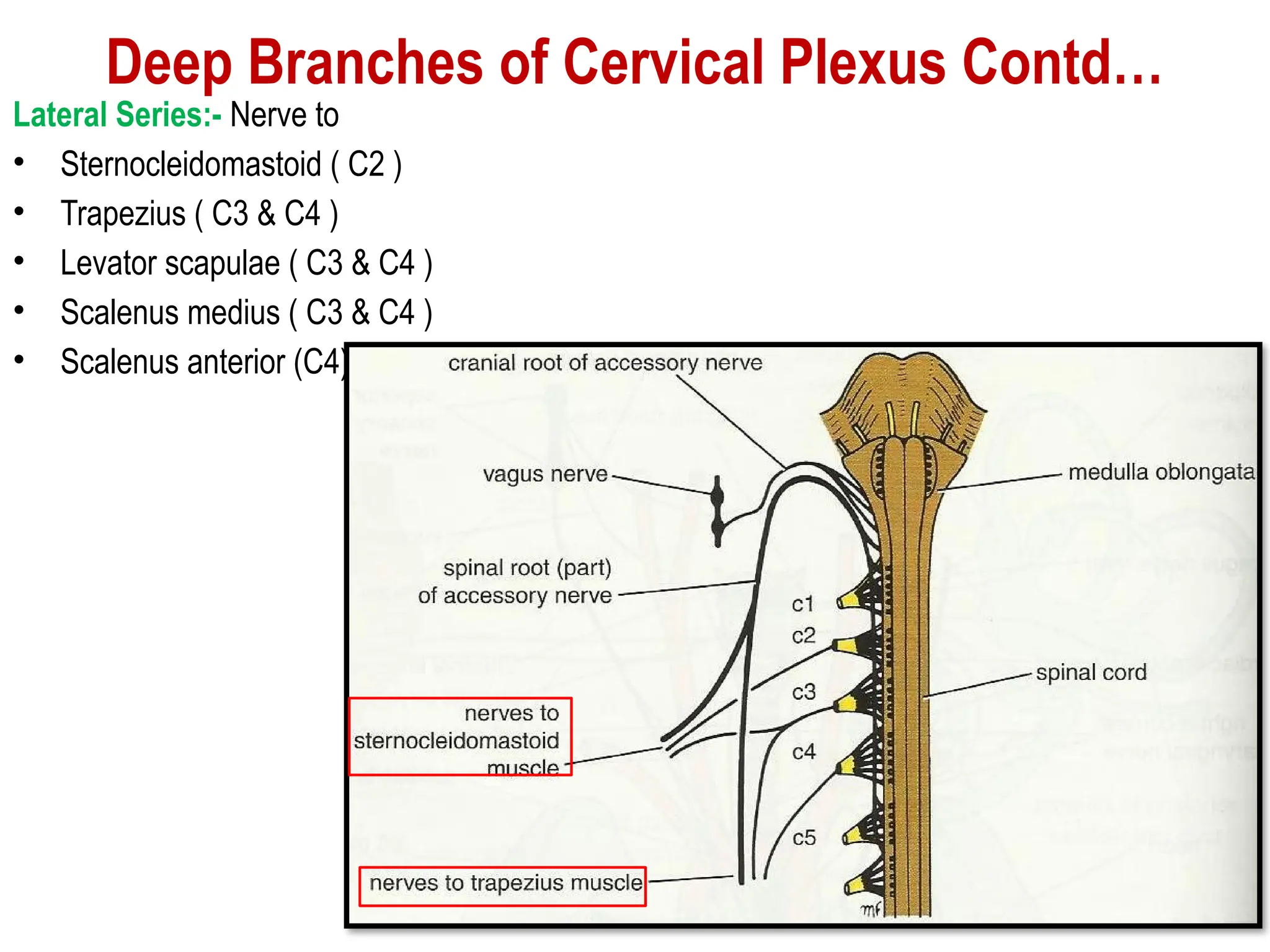 cervical_pl exus.pptx