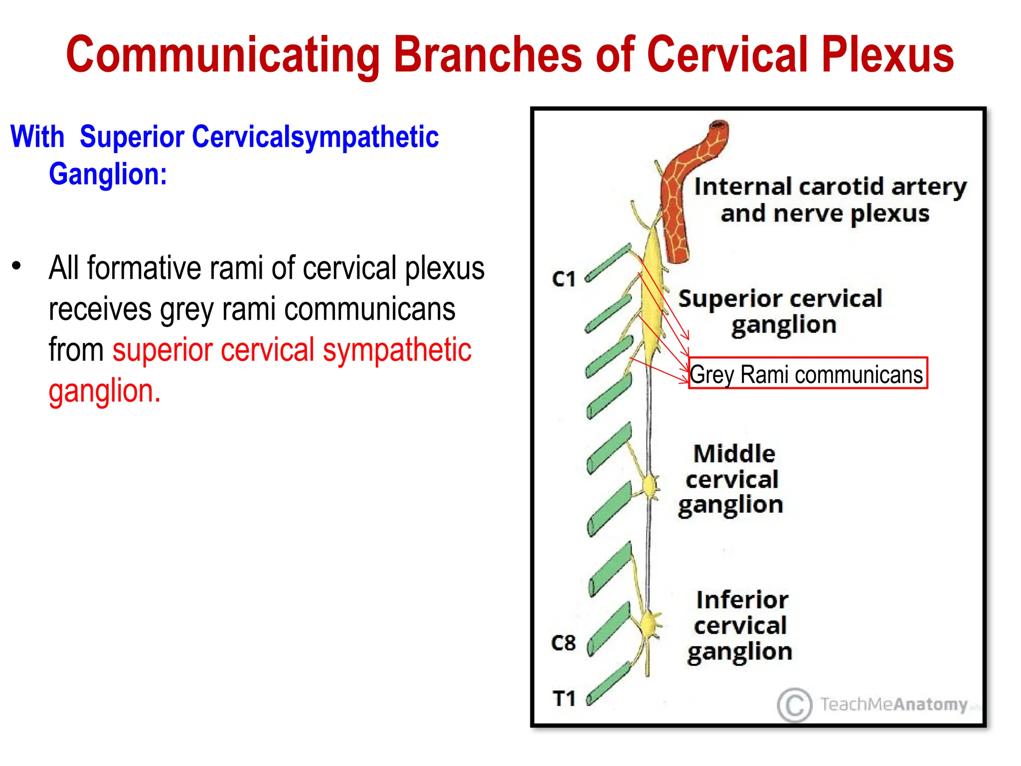 cervical_pl exus.pptx
