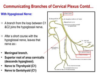 cervical_pl exus.pptx