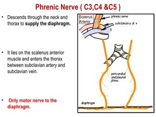 cervical_pl exus.pptx