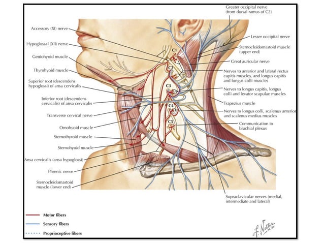 cervical_pl exus.pptx