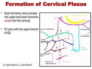 cervical_pl exus.pptx