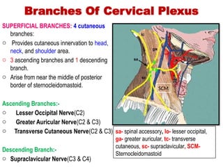 cervical_pl exus.pptx