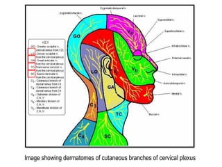 cervical_pl exus.pptx