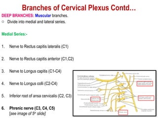 cervical_pl exus.pptx