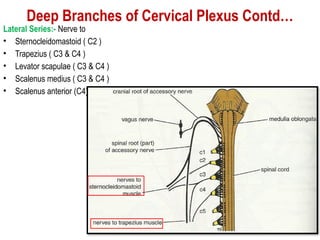cervical_pl exus.pptx