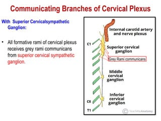 cervical_pl exus.pptx