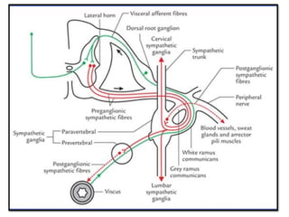 cervical_pl exus.pptx