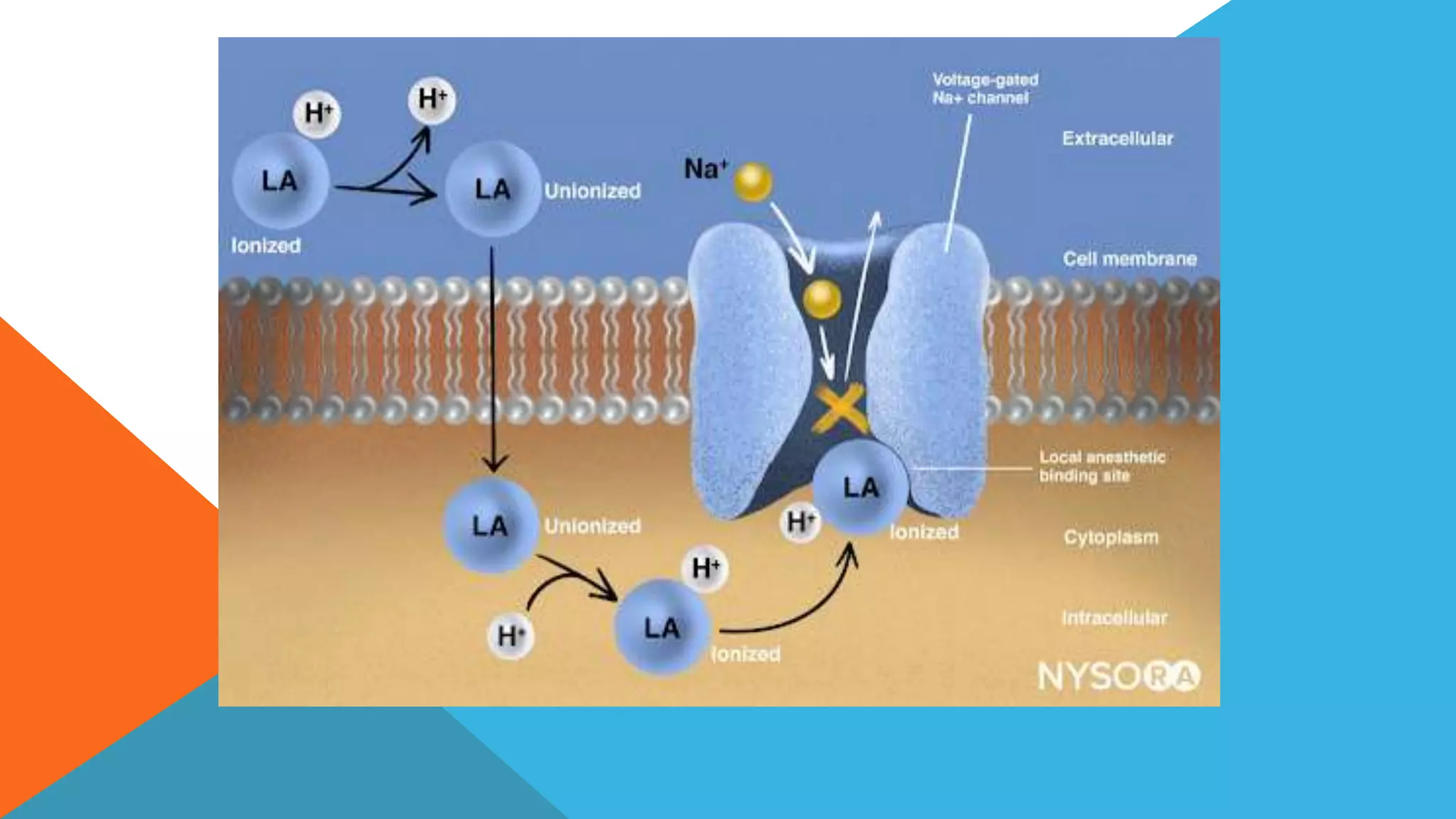 cervical plexus block.pptx