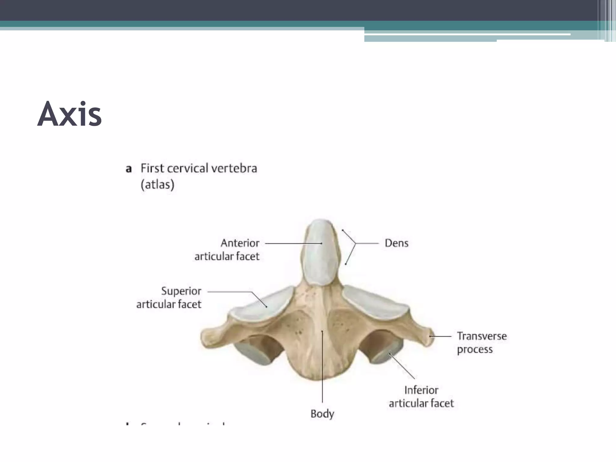 structure of Cervical region | PPTX