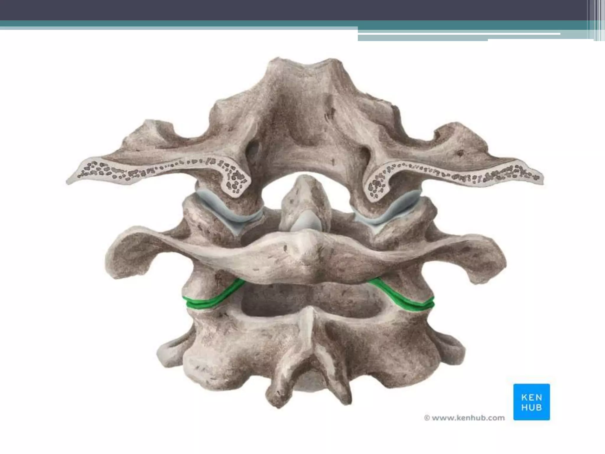 structure of Cervical region | PPTX