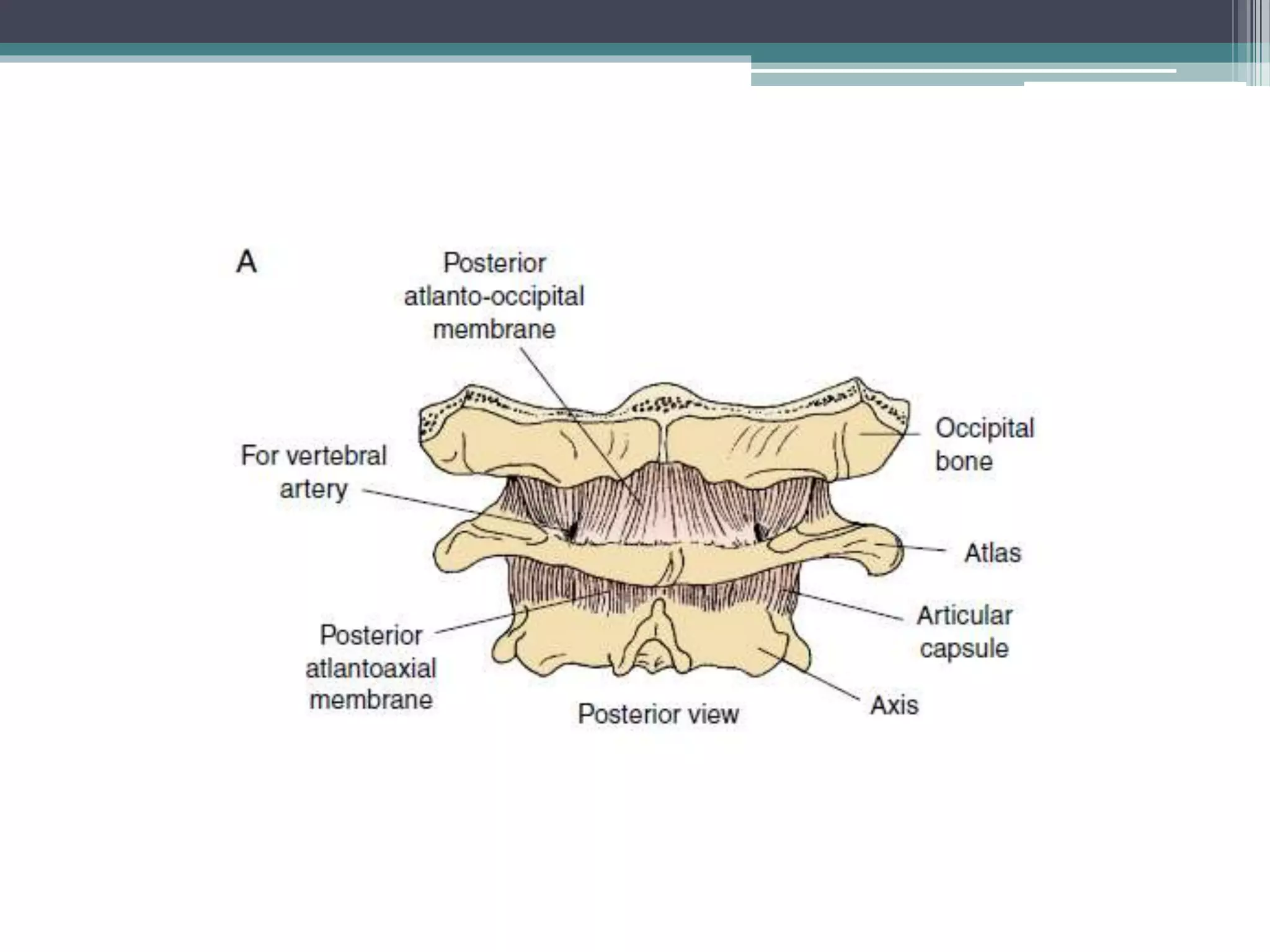 structure of Cervical region | PPTX