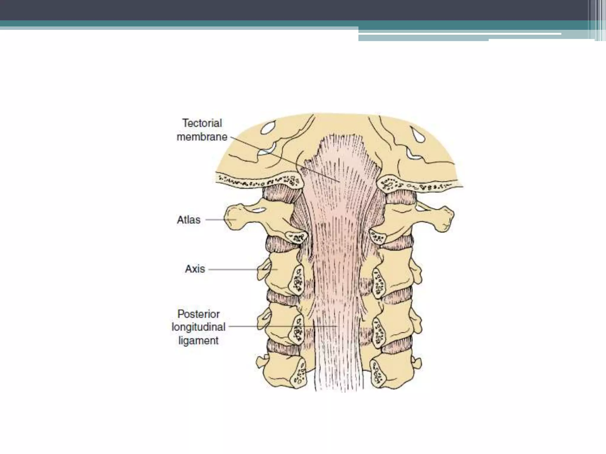 structure of Cervical region | PPTX | Death, Injury, or Military ...