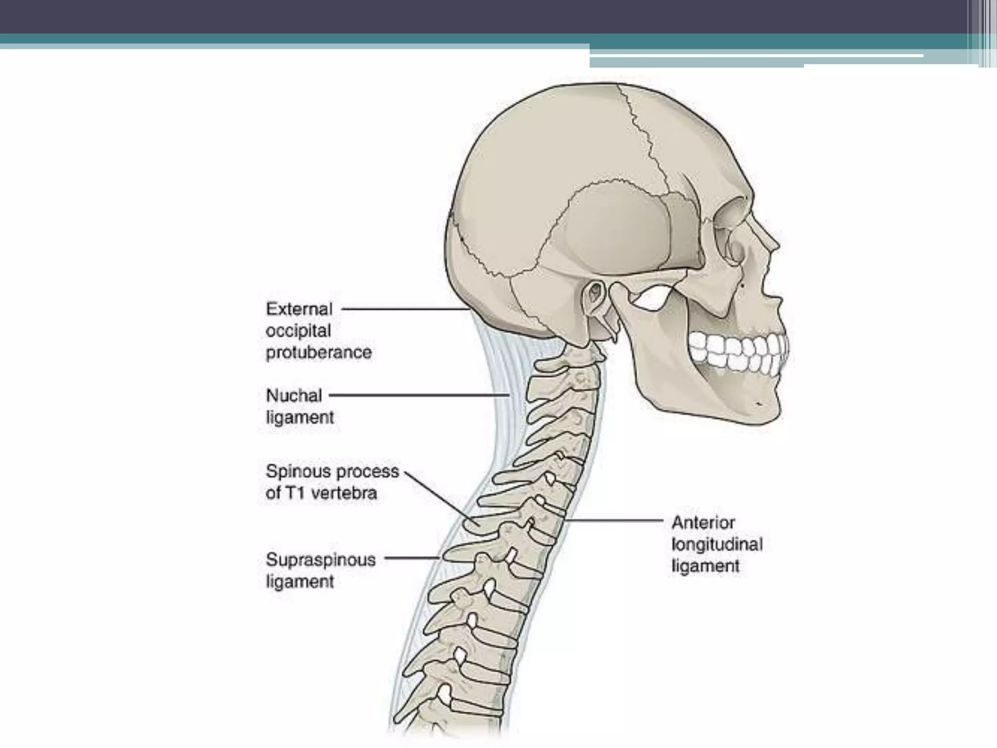 structure of Cervical region | PPTX