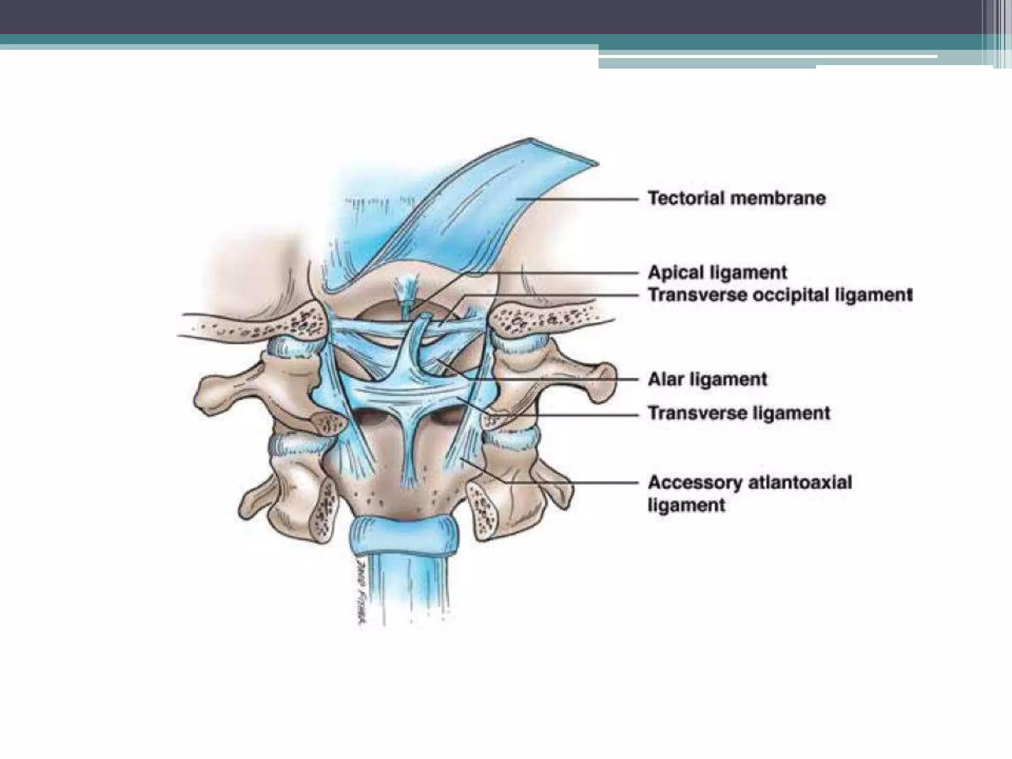 structure of Cervical region | PPTX