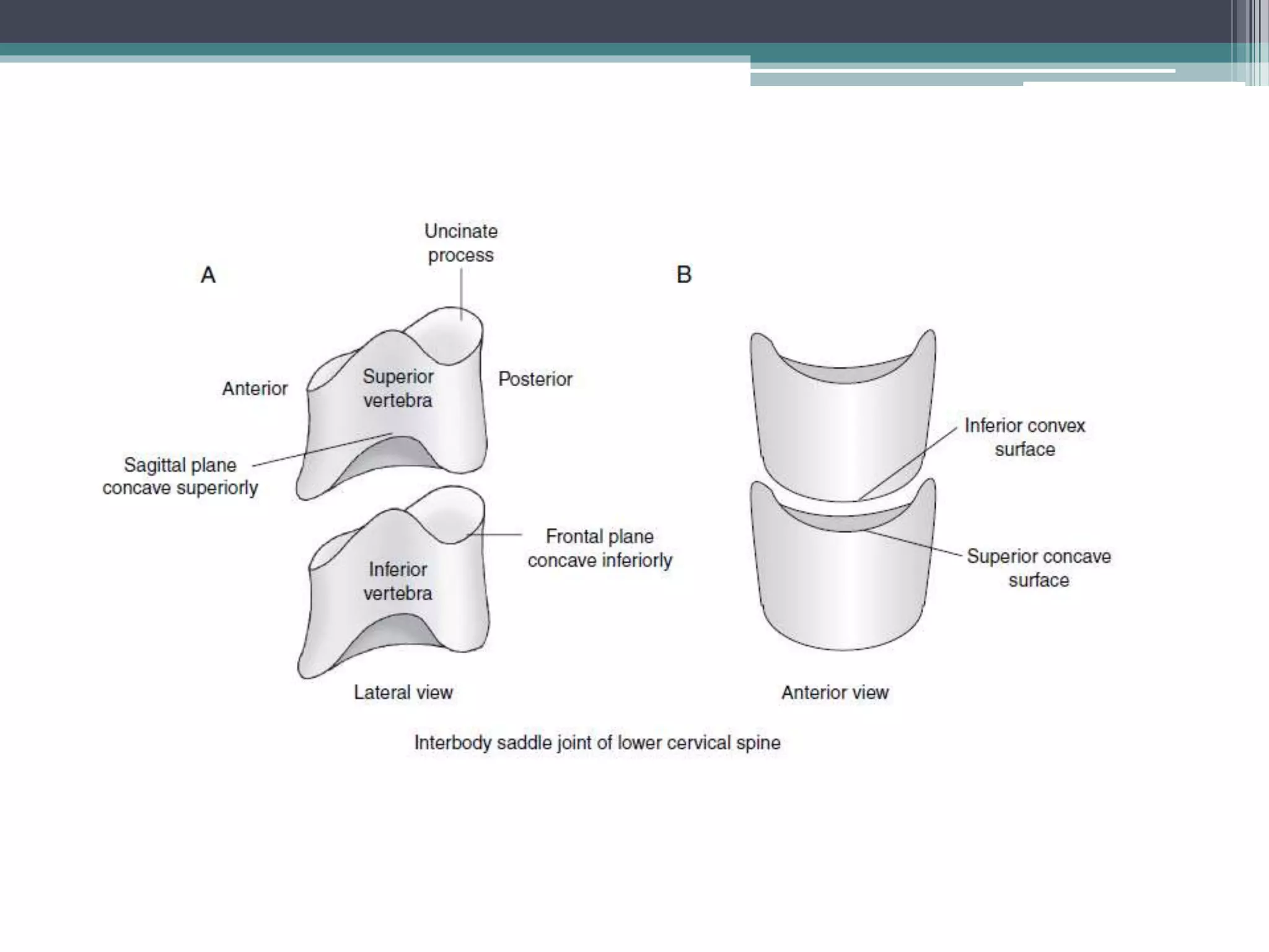 structure of Cervical region | PPTX