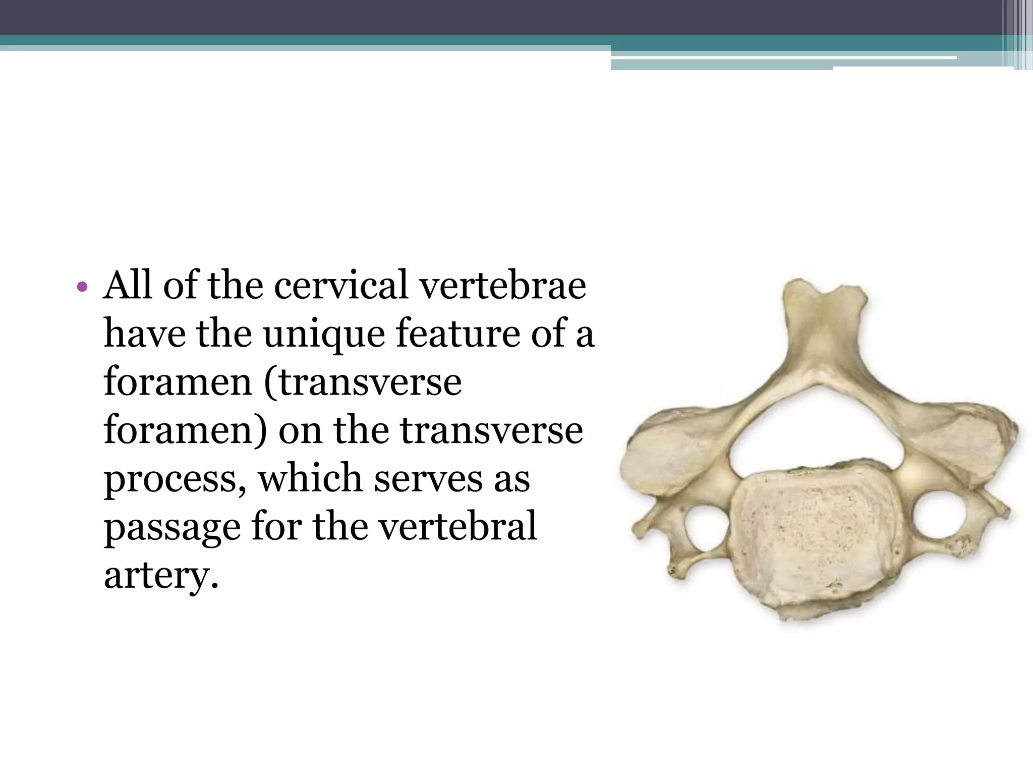 structure of Cervical region | PPTX
