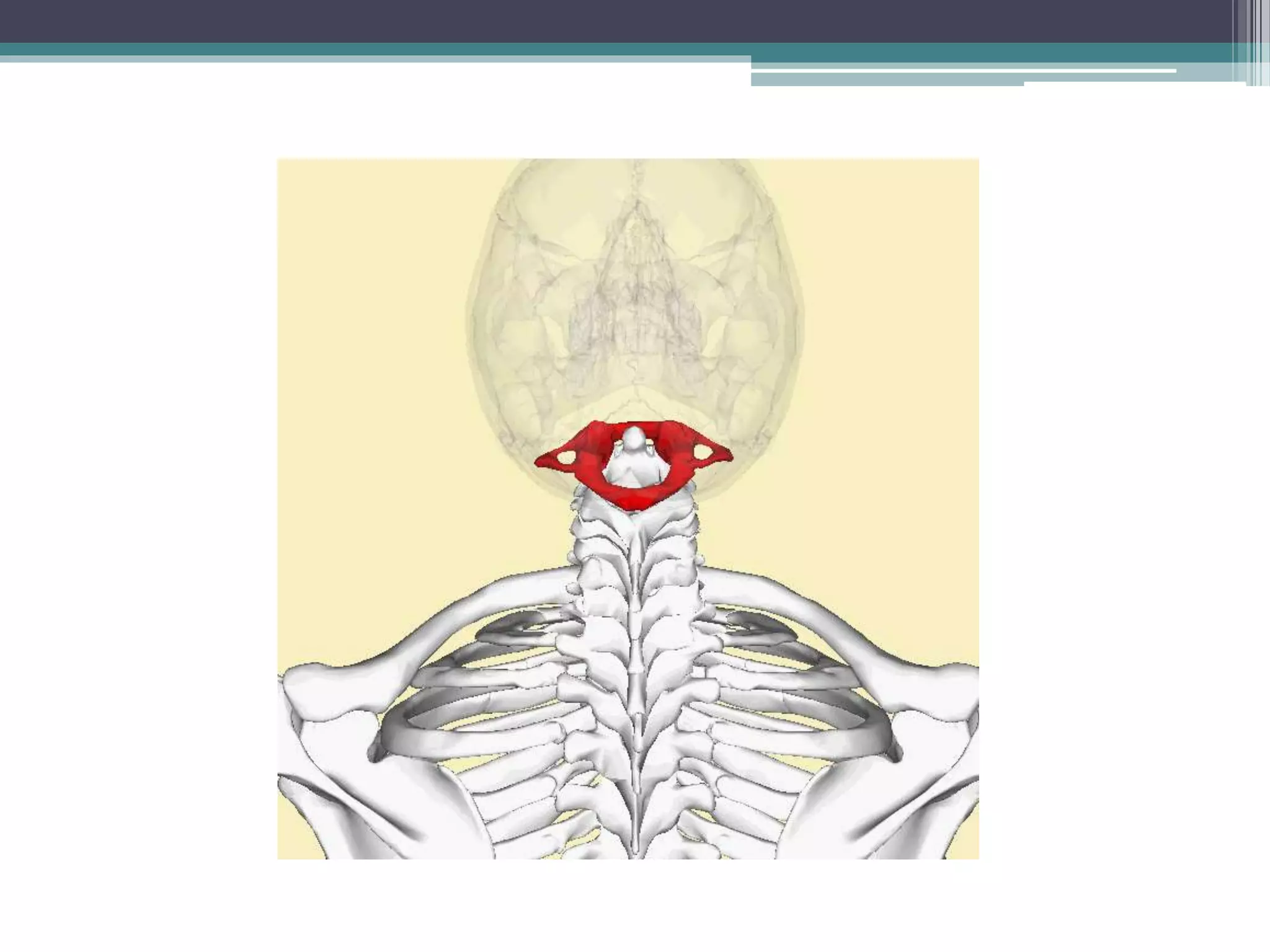 structure of Cervical region | PPTX