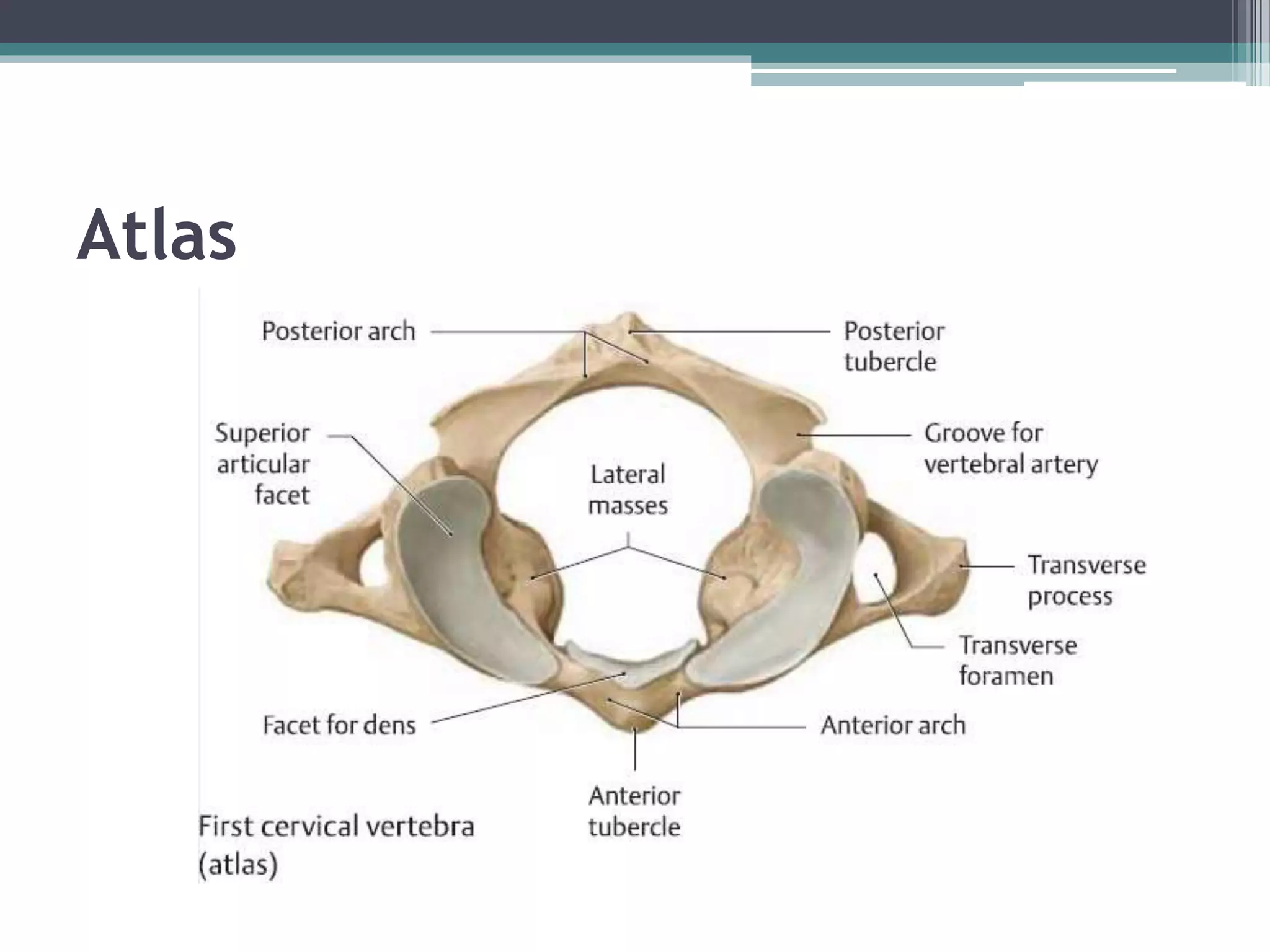 structure of Cervical region | PPTX