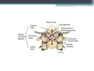 structure of Cervical region | PPTX