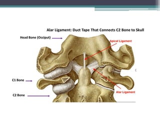 structure of Cervical region | PPTX