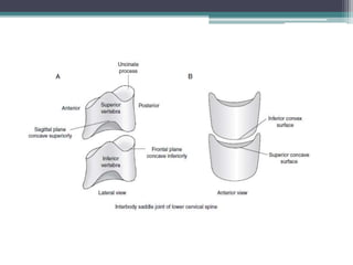 structure of Cervical region | PPTX