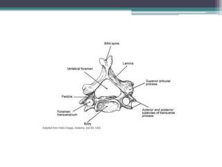 structure of Cervical region | PPTX
