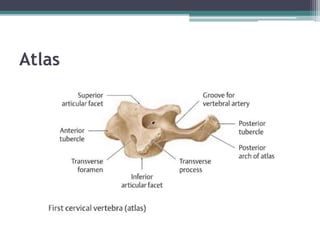 structure of Cervical region | PPTX