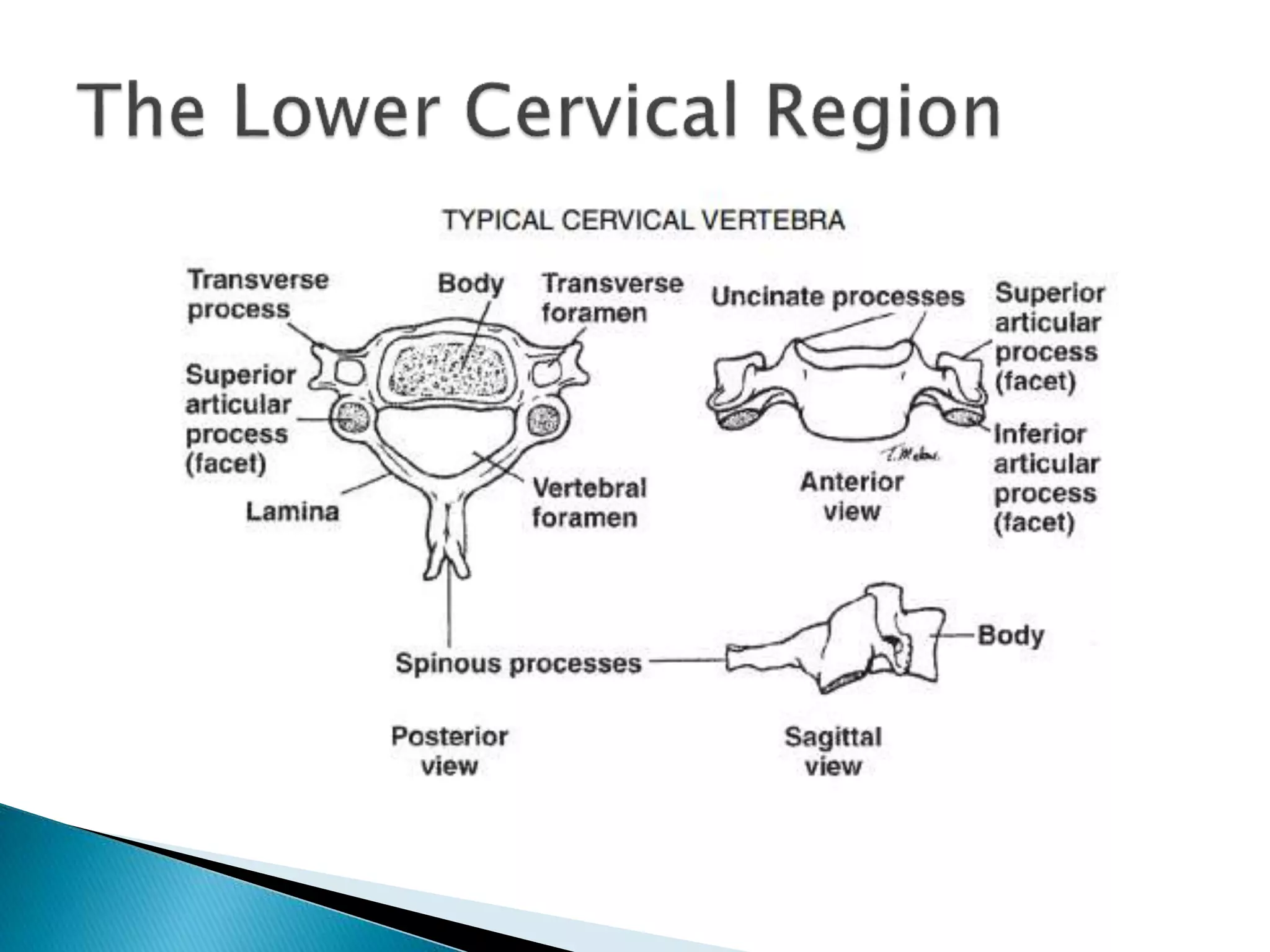 Cervical region biomechanics | PPTX