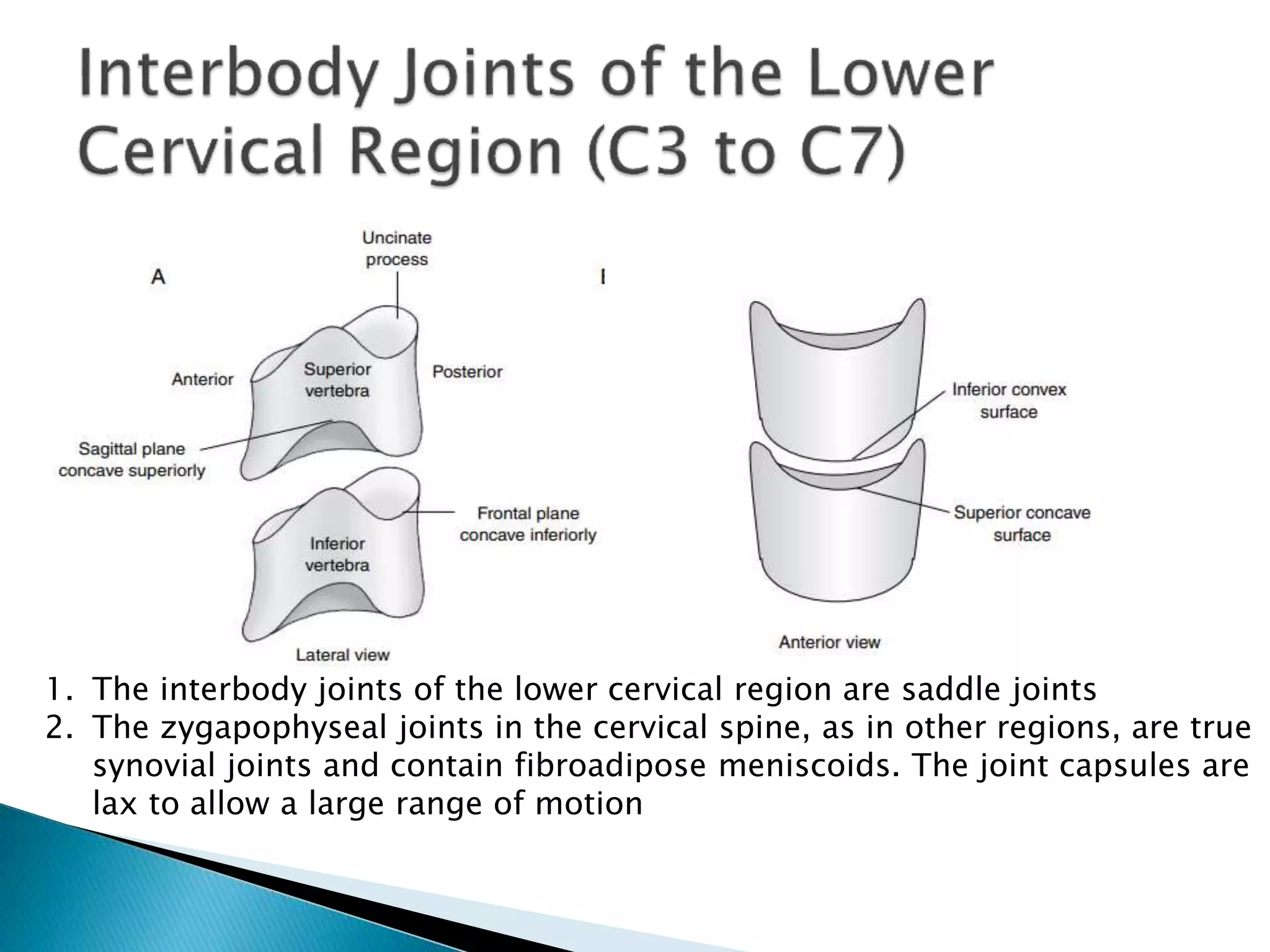 Cervical region biomechanics | PPTX