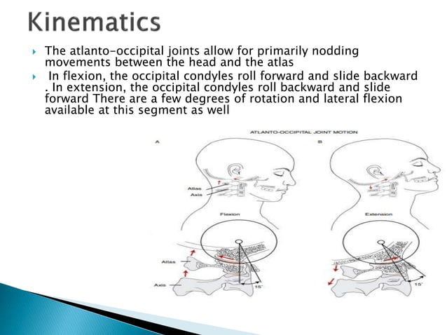 Cervical region biomechanics | PPTX