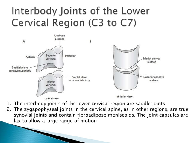 Cervical region biomechanics | PPTX