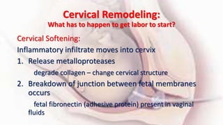 Cervical ripening | PPTX