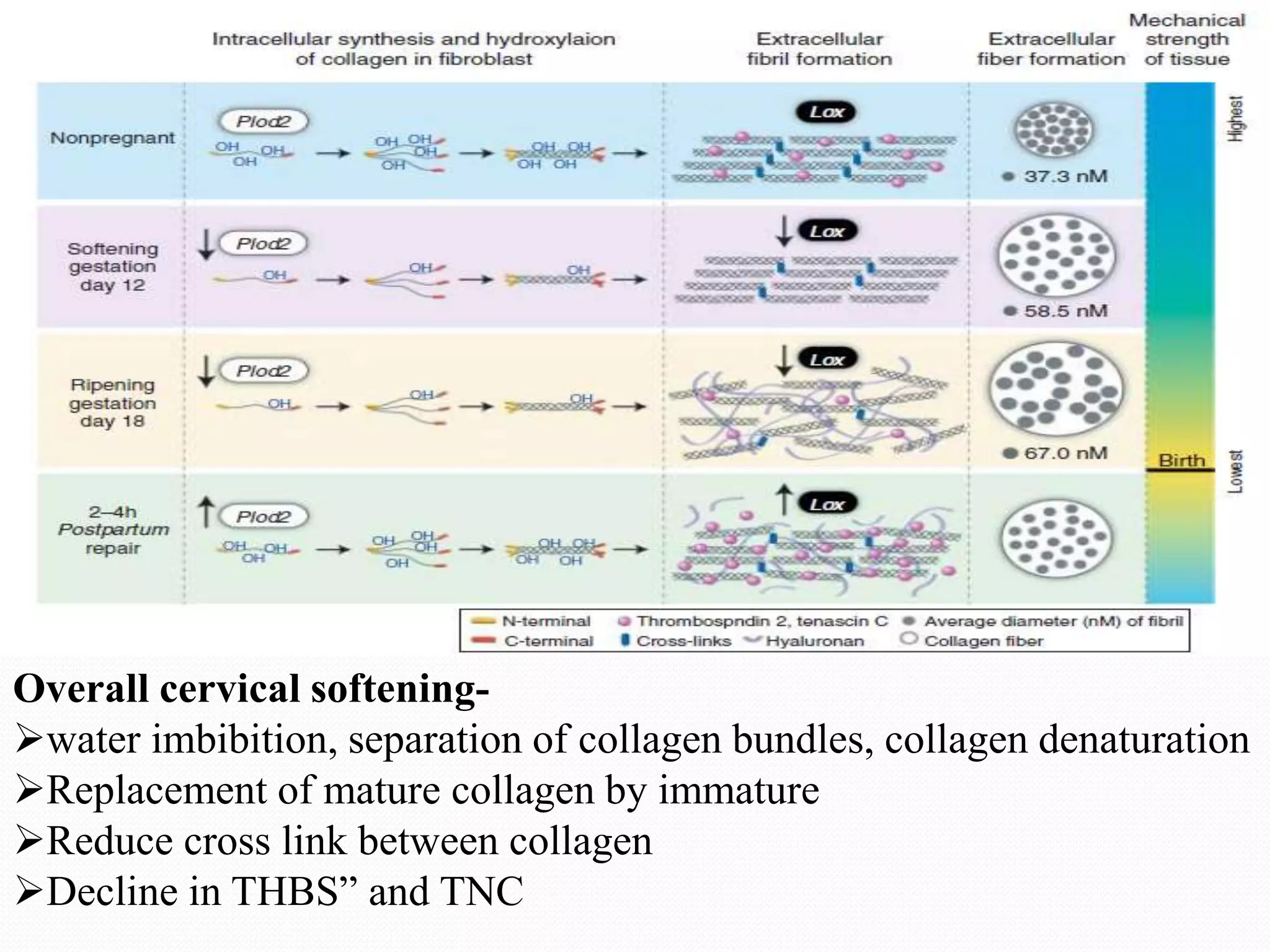 Mechanism of Cervical ripening | PPTX