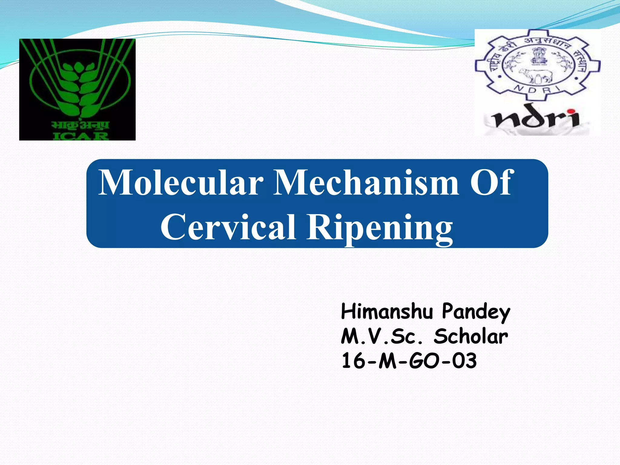 Mechanism of Cervical ripening | PPTX