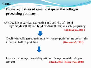 Mechanism of Cervical ripening | PPTX