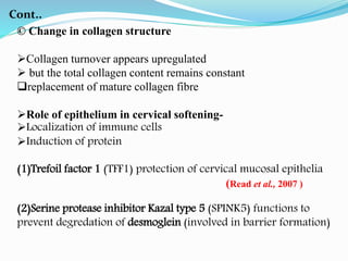 Mechanism of Cervical ripening | PPTX