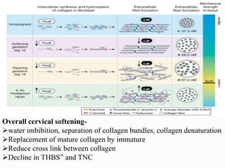 Mechanism of Cervical ripening | PPTX