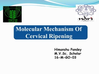 Mechanism of Cervical ripening | PPTX