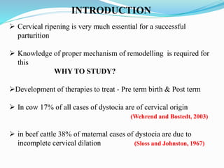 Mechanism of Cervical ripening | PPTX