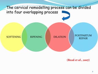 Mechanism of Cervical ripening | PPTX