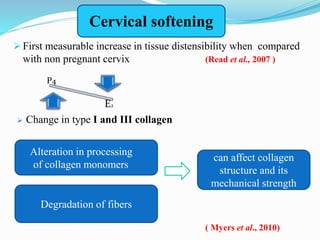 Mechanism of Cervical ripening | PPTX