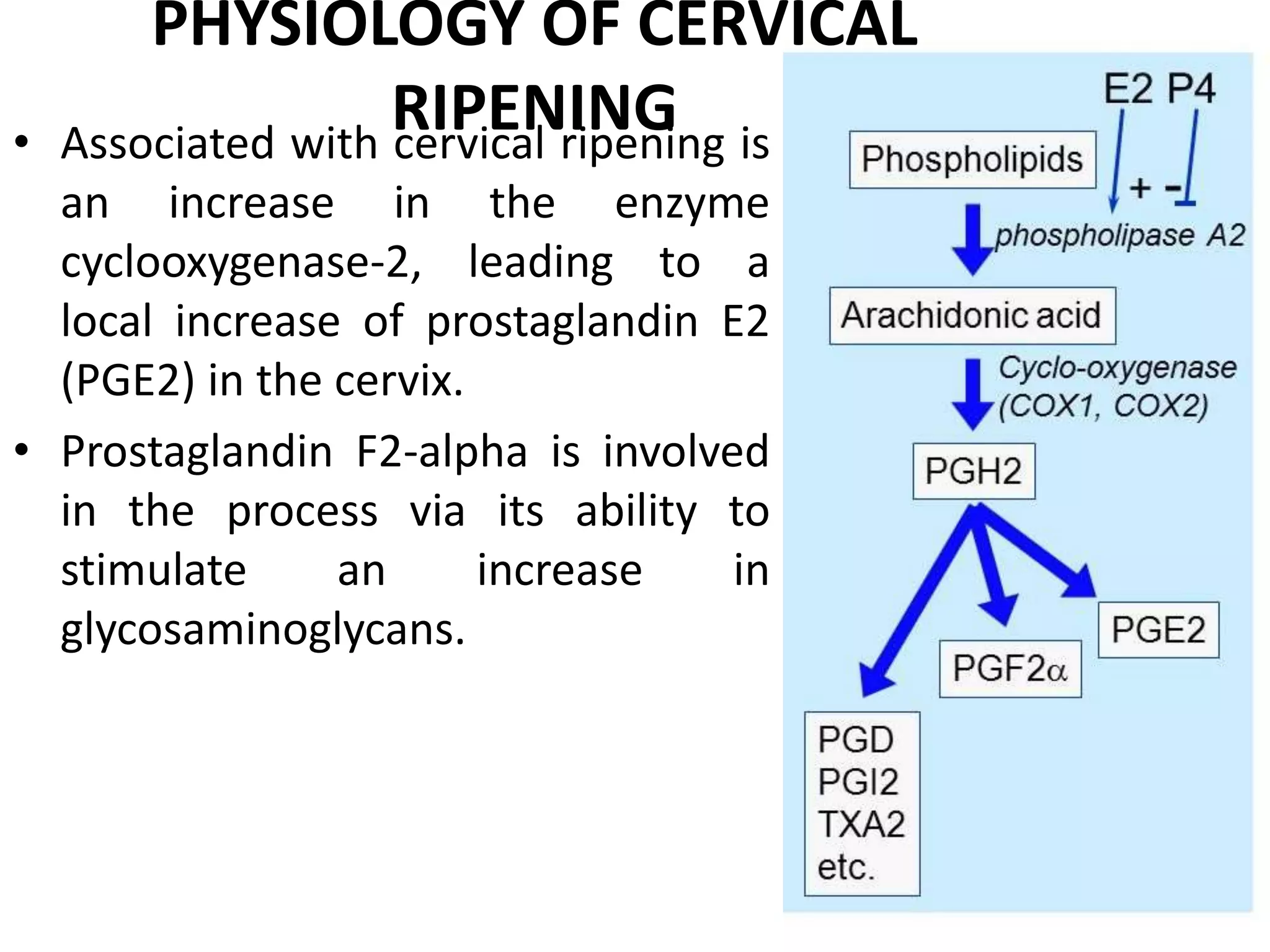 Cervical ripening and the bishop score | PPTX