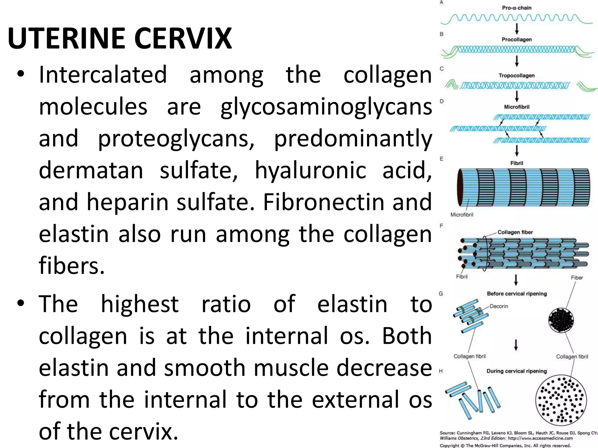 Cervical ripening and the bishop score | PPTX