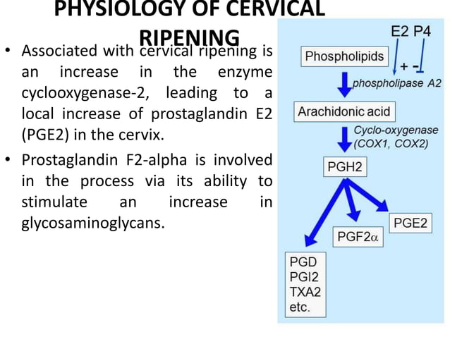 Cervical ripening and the bishop score | PPTX