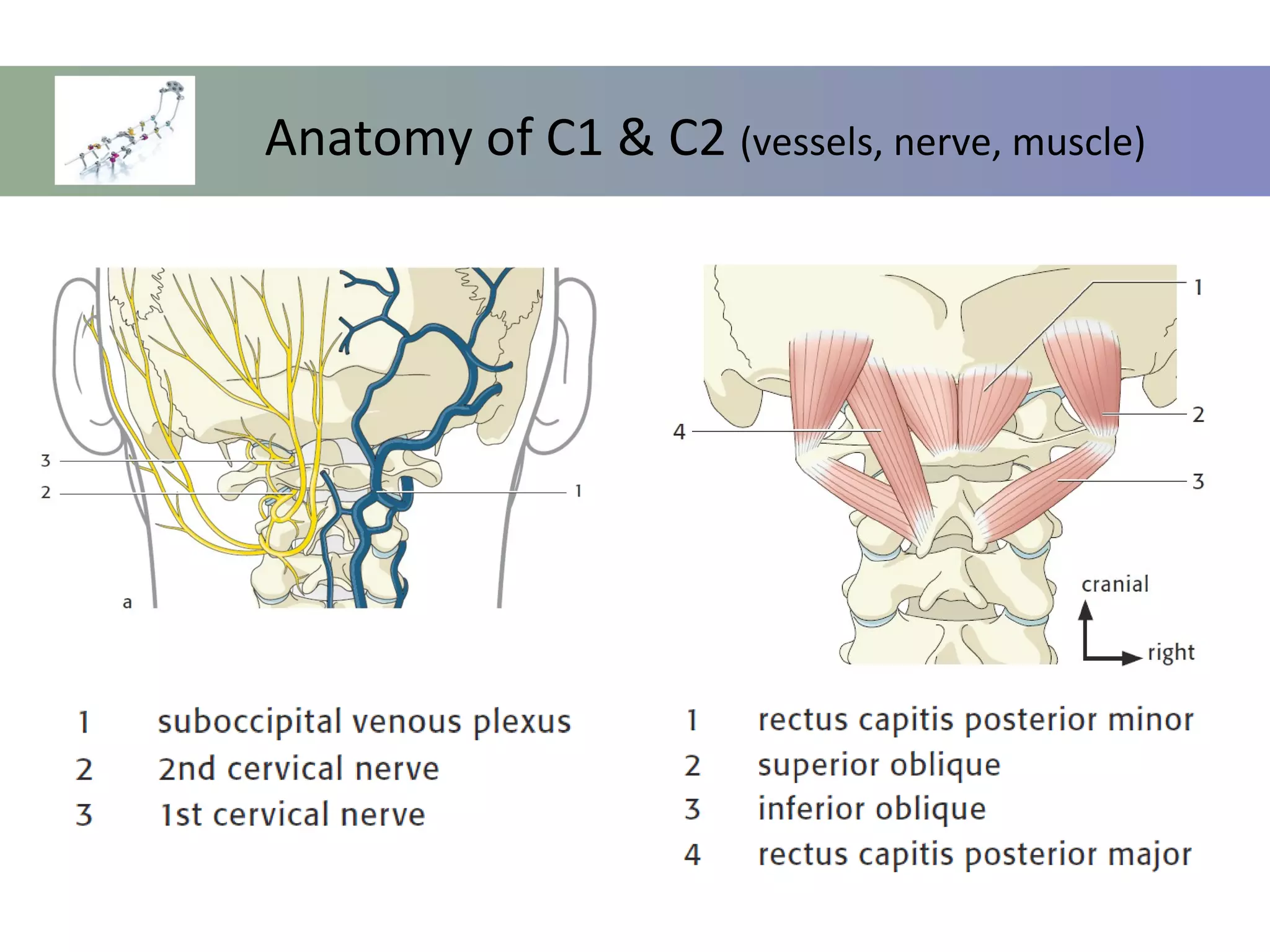 CervicalScrew2011 | PPT