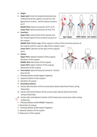 Cervical spine | PDF