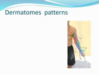 Cervical spine | PPTX