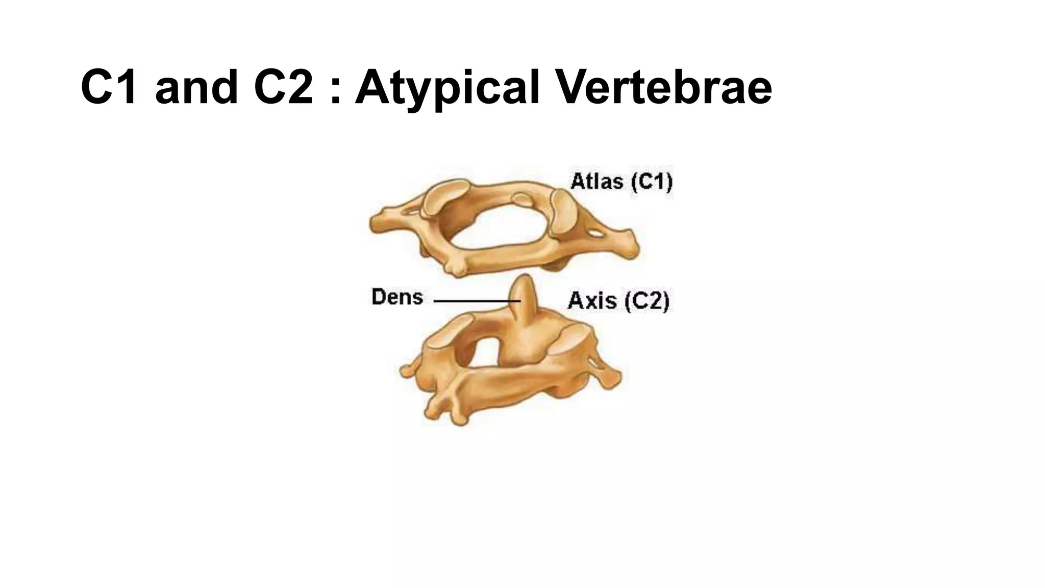 Cervical spine | PPTX